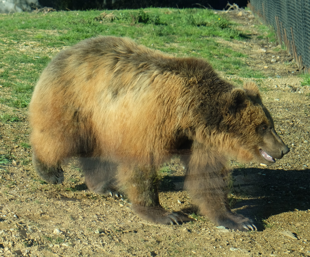 Seeing the Grizzly | goldfields